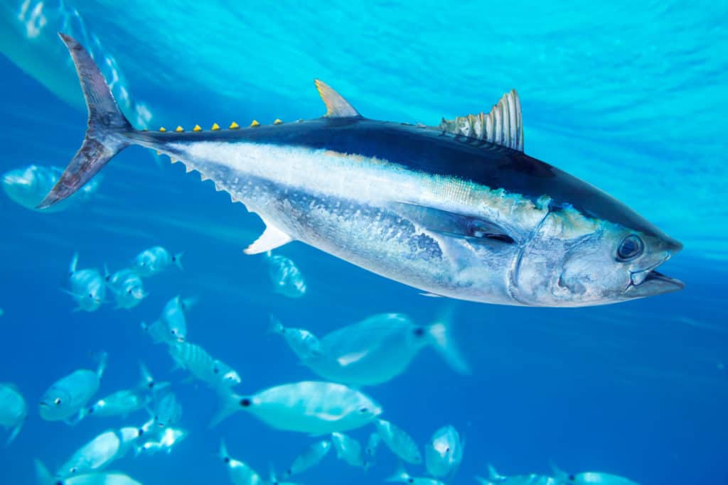 Top 10 Worst Fish to Eat for Health (Don't Eat These Fish!)