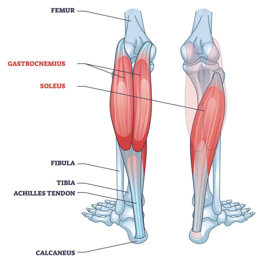 10 Best Dumbbell Calf Exercises & At-Home Workout